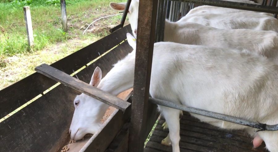 Video: The Guatemalan Goats’ Love Shack – Rick Steves' Travel Blog